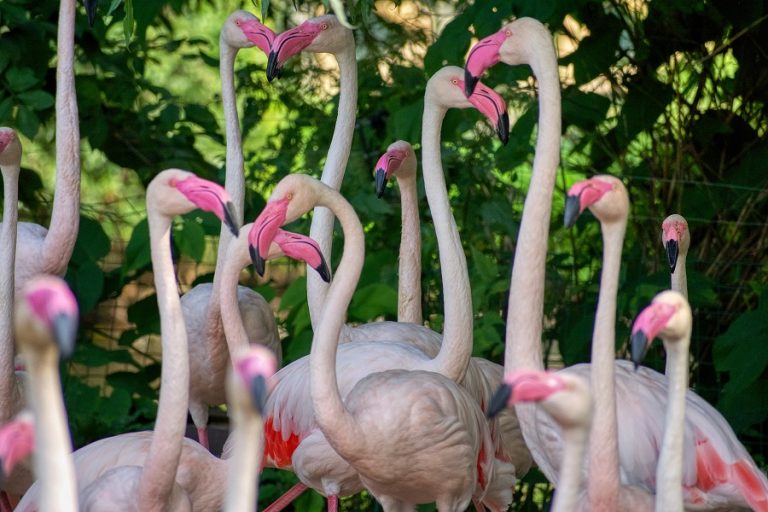 5 Ancient Roman Foods That Would Amaze You!